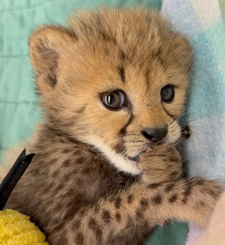 Cheetah Cub - Exotic Pets Care Center