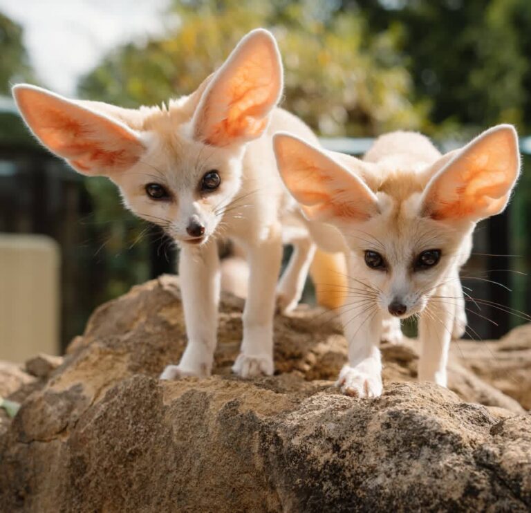 Fennec Fox - Exotic Pets Care Center