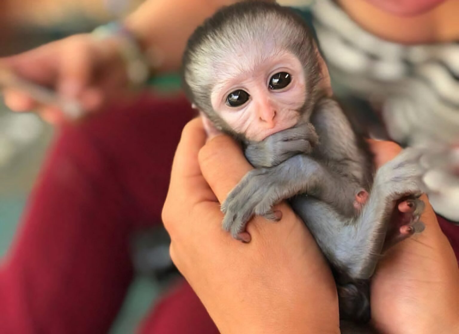 Capuchin Monkey - Exotic Pets Care Center