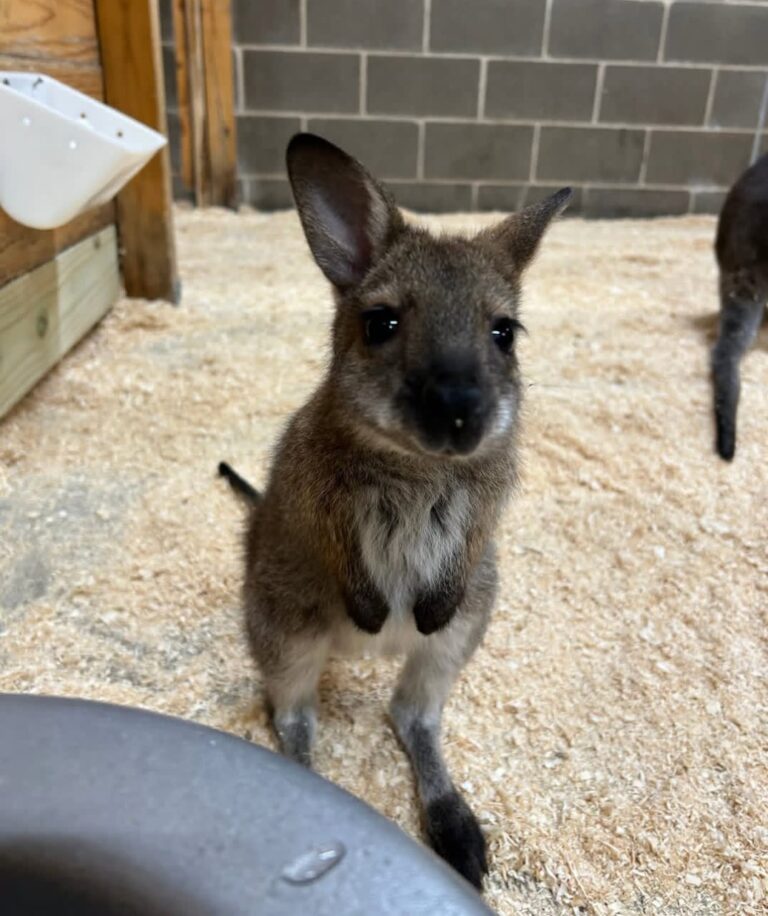 Wallaby - Exotic Pets Care Center