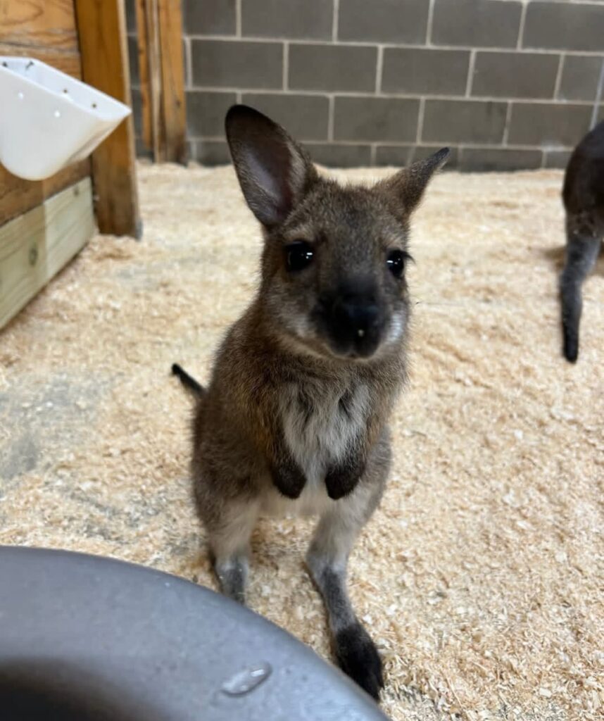 Wallaby - Exotic Pets Care Center