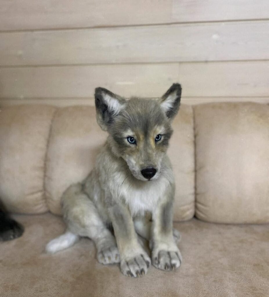 Wolf - Exotic Pets Care Center