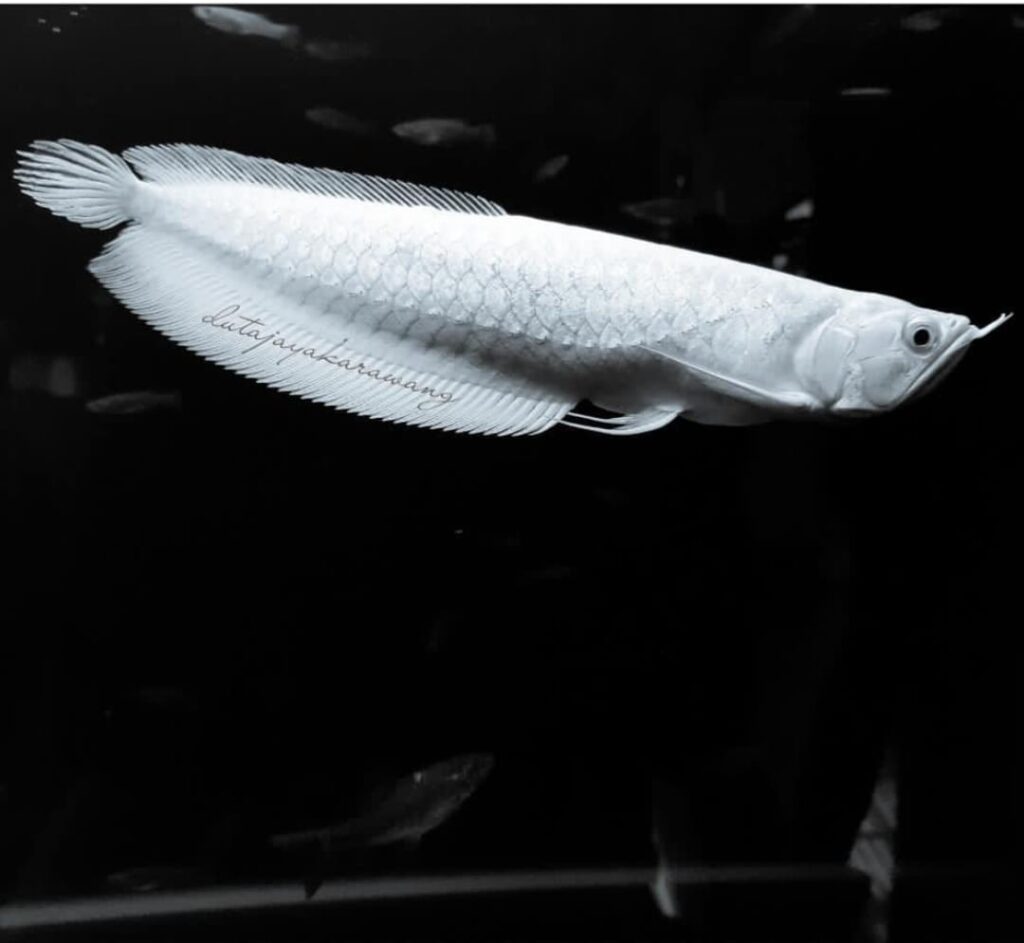 Platinum Arowana - Exotic Pets Care Center
