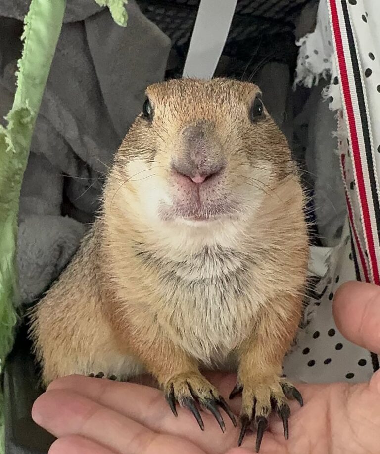 Prairie Dogs - Exotic Pets Care Center